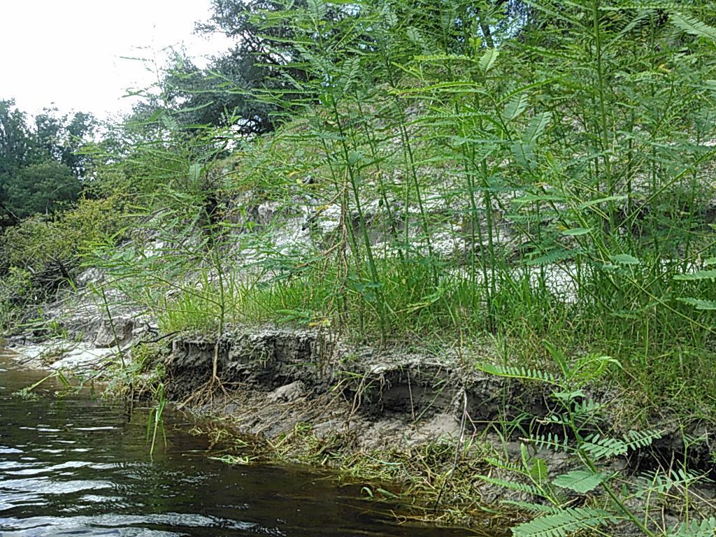 Pictures and videos from Alapaha Rise, Sabal Trail pipeline, Five Holes ...