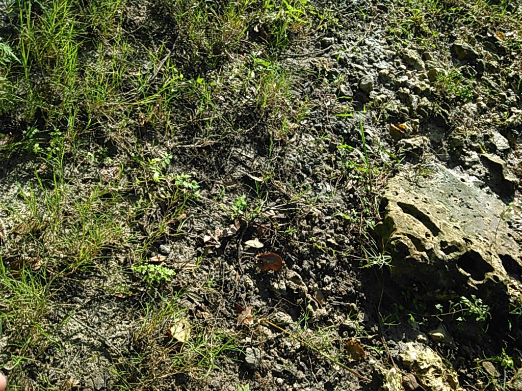 Pictures and videos from Alapaha Rise, Sabal Trail pipeline, Five Holes ...