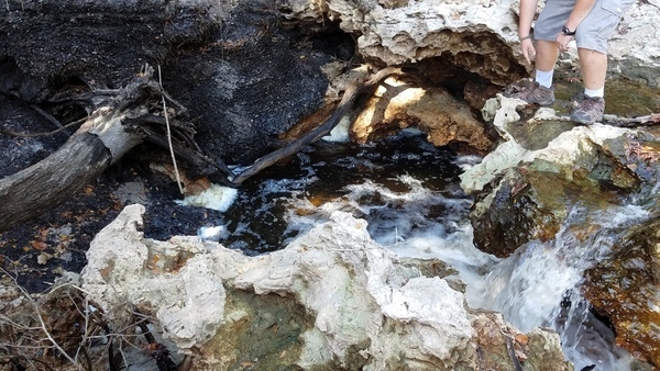 Pictures: Alapaha and Dead River Sinks 2016-11-06 | WWALS Watershed ...