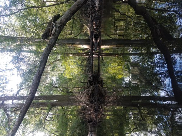 Withlacoochee River near Troupville 2018-07-21 | WWALS Watershed ...